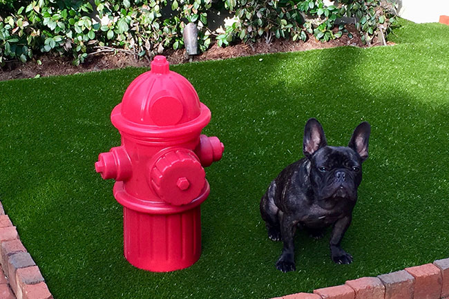 K9Grass: The Perfect Pawsome Solution for Happy Dogs | ForeverLawn ...